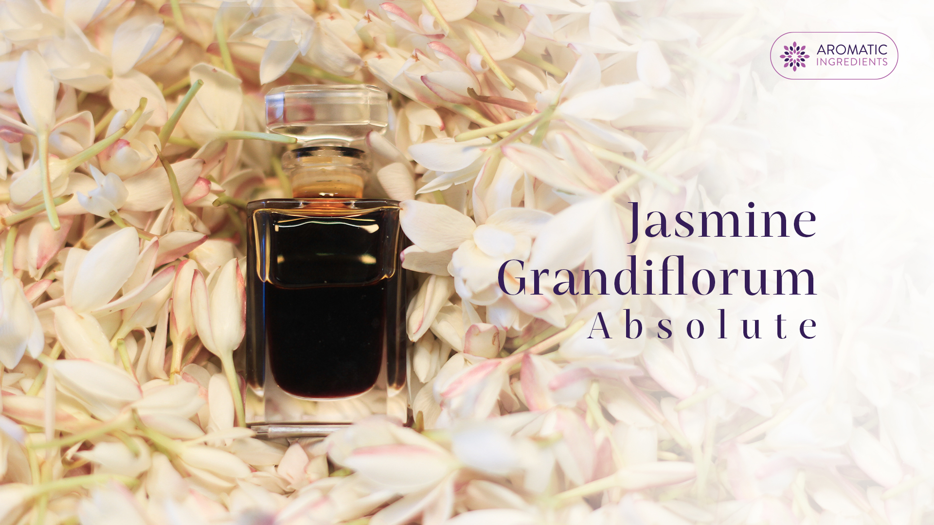 Jasmine Grandiflorum Absolute | Jasmine Absolute Manufacturer